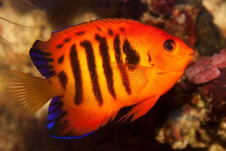 Top 15 Most Beautiful Fishes in the World