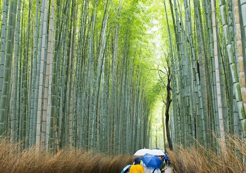 10 Most Beautiful Forests In The World