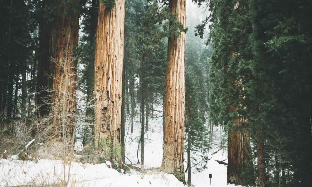 15 Must Know Facts About The Giant Sequoias