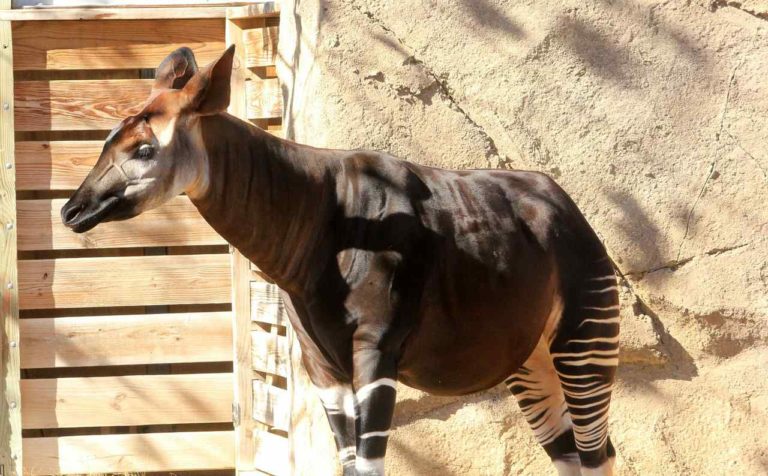 10 Unique Animals From Around The World