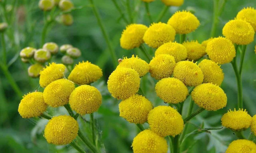 16 Most Powerful Medicinal Plants