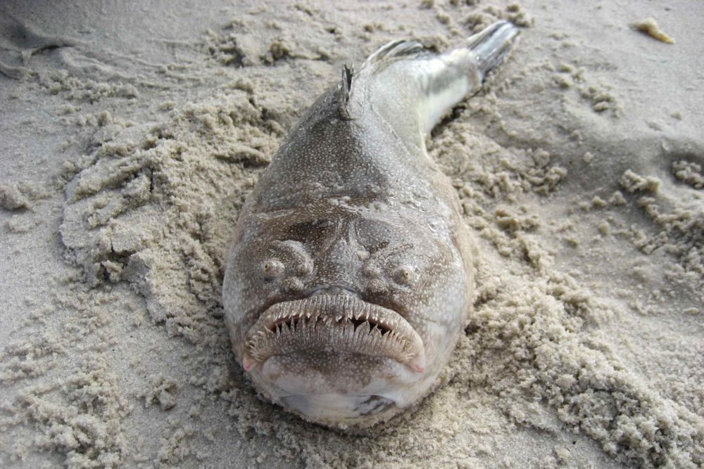 10 Most Scariest Looking Fishes in The World