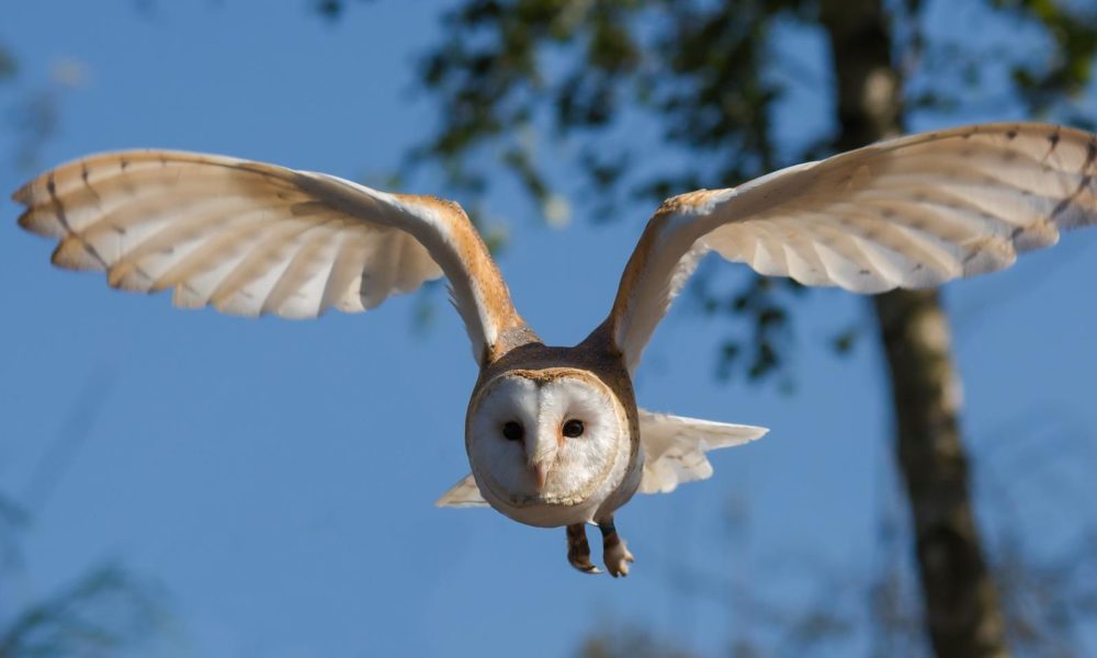 Top 10 Most Beautiful Nocturnal Animals In The World