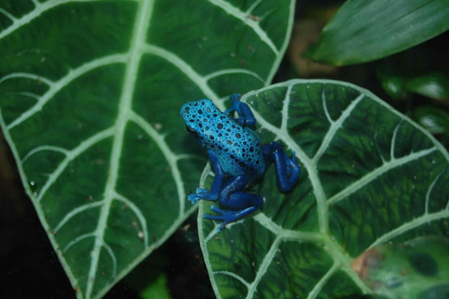 Top 10 Coolest Frog Species in the World