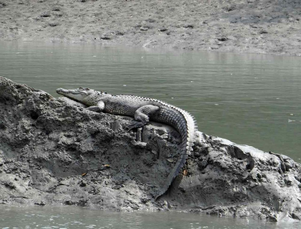 Top 10 Wild Animals in the World
