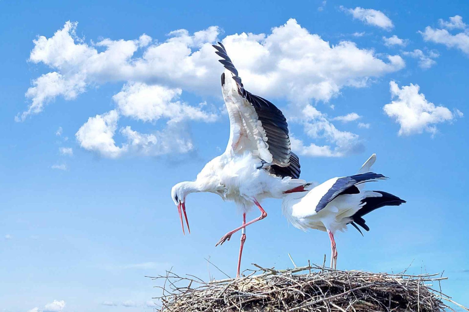 Top 10 Highest Flying Birds In The World