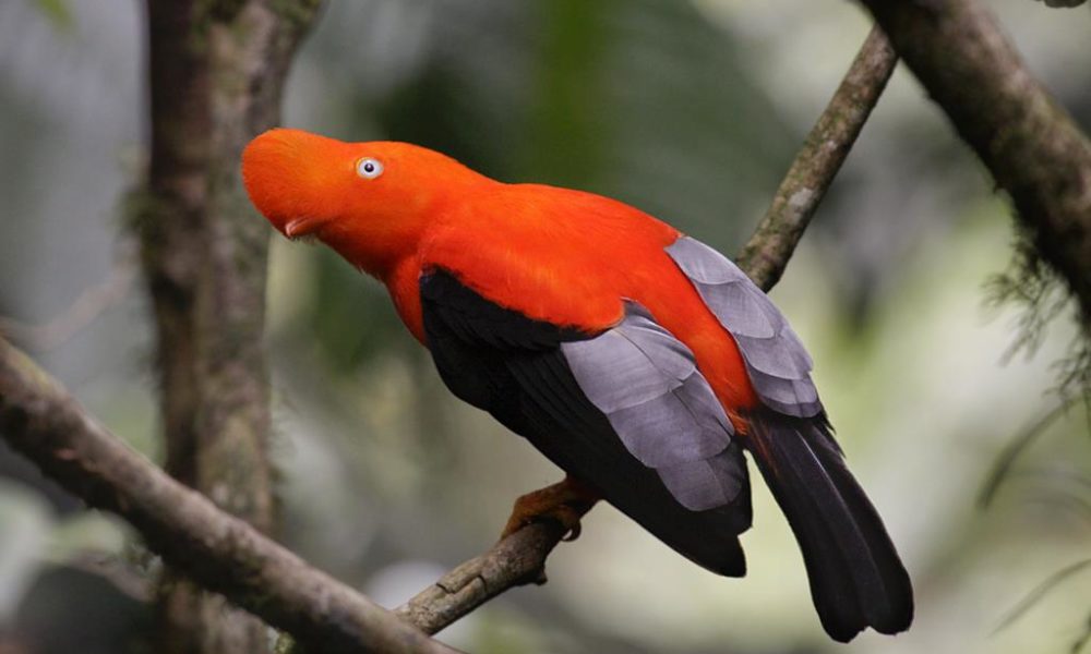 Top 10 Most Strange Looking Birds In The World