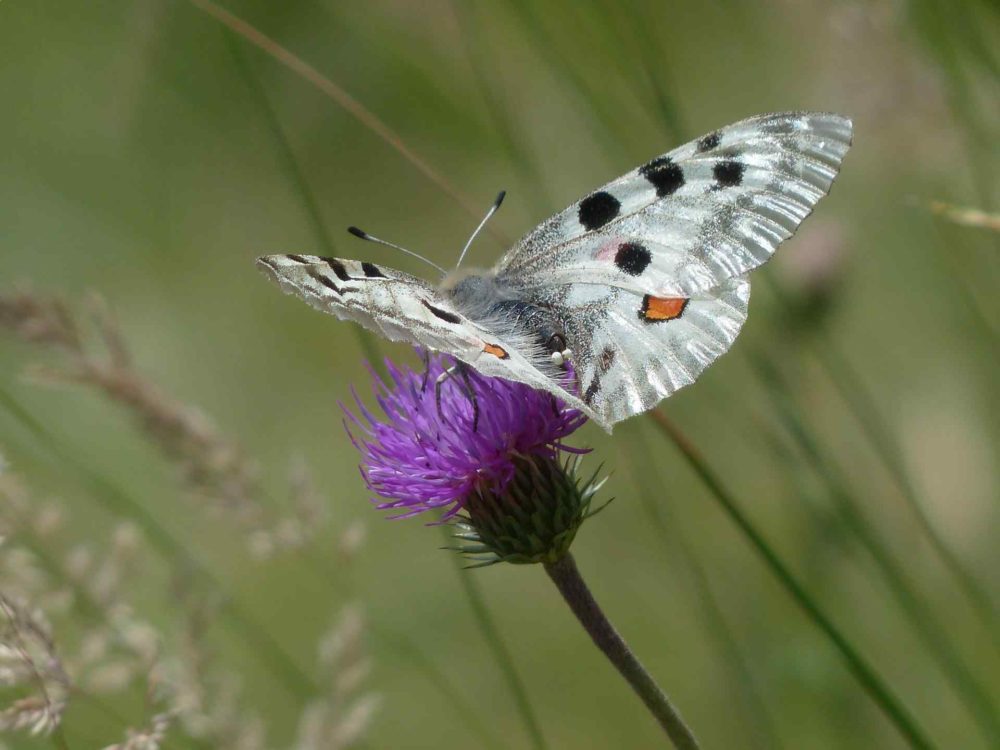 15 Most Beautiful Butterflies in the World