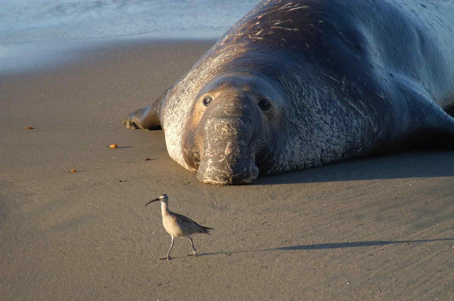 Top 15 Heaviest Animals In The World