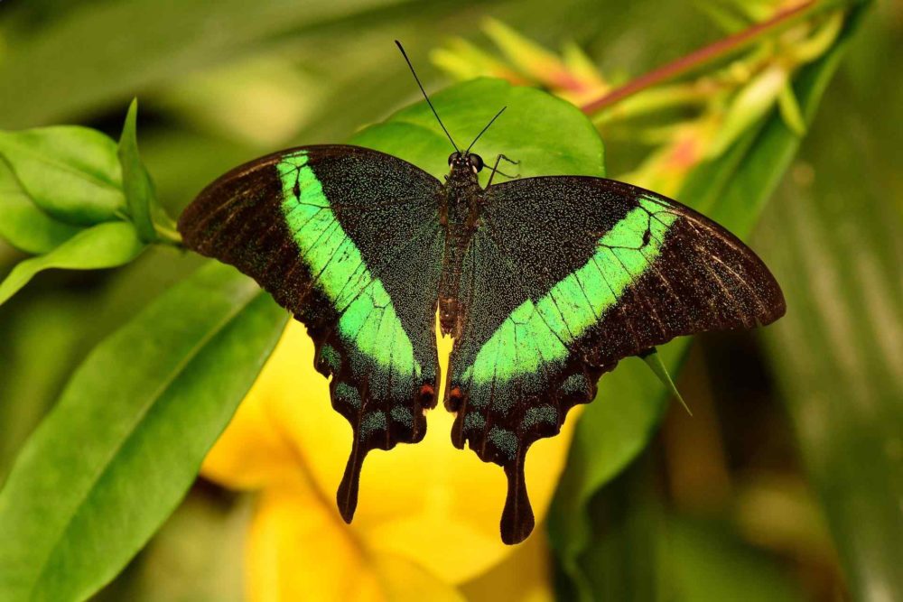 15 Most Beautiful Butterflies in the World