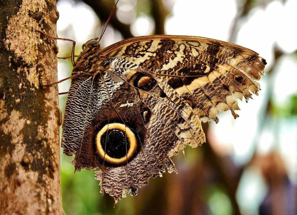 15 Most Beautiful Butterflies in the World