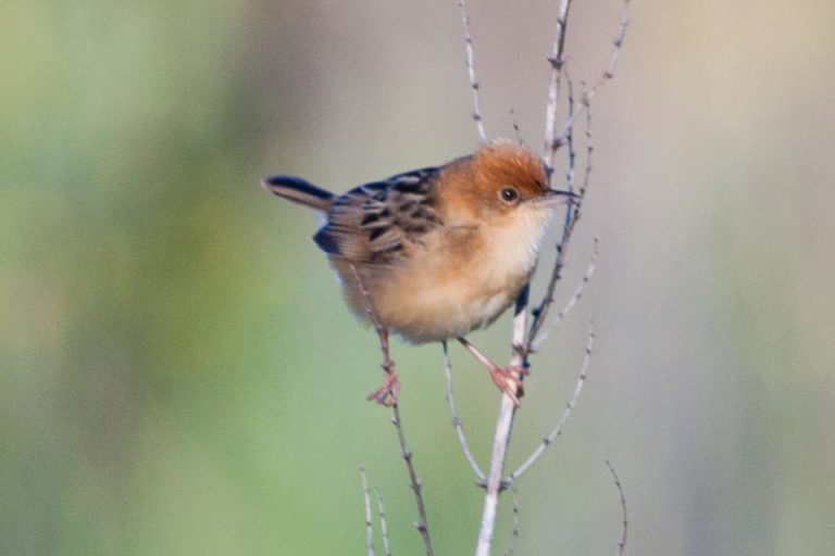 Top 10 Small and Cute Birds In The World