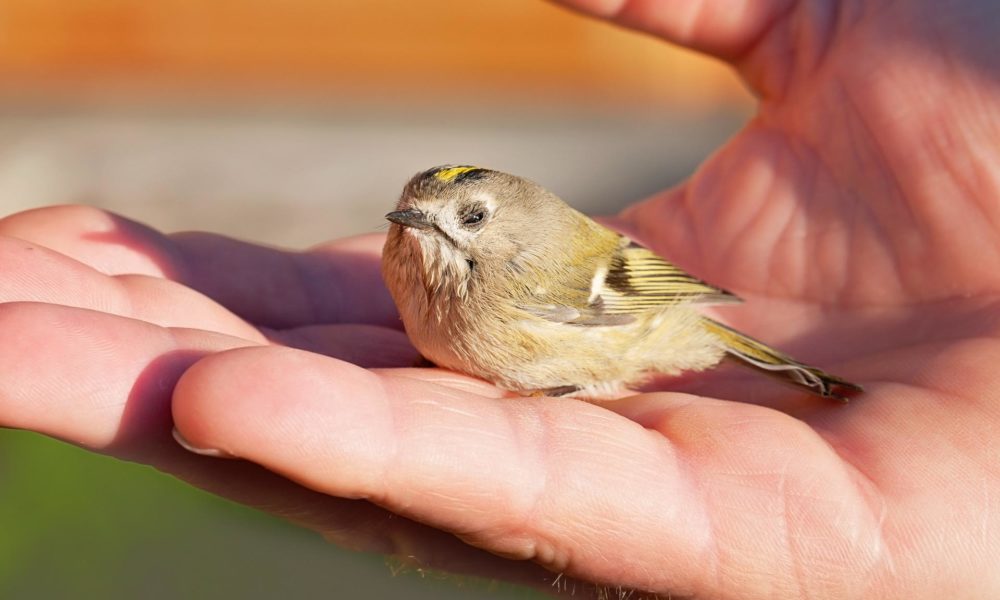 Top 10 Small and Cute Birds In The World