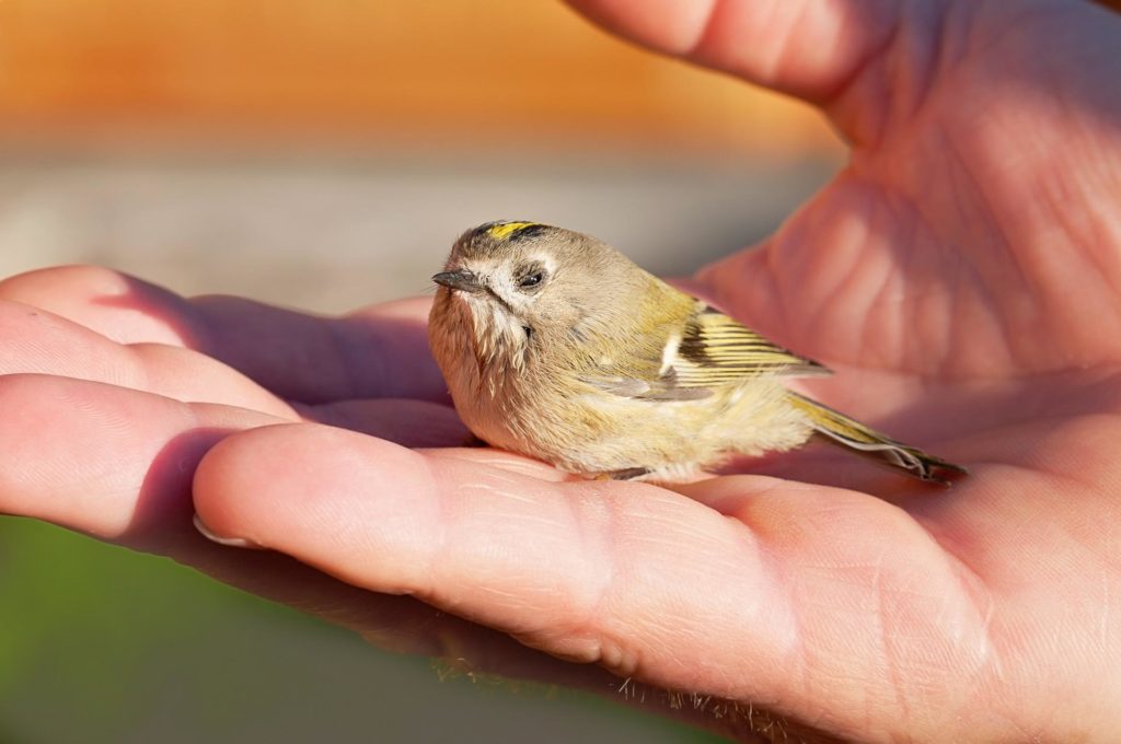 Top 10 Small and Cute Birds In The World