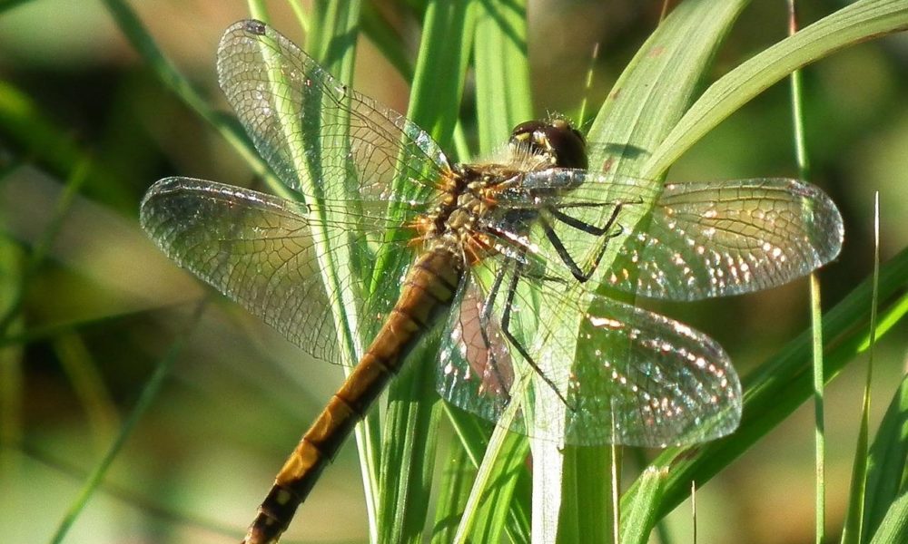 Top 10 Shortest Living Animals In The World