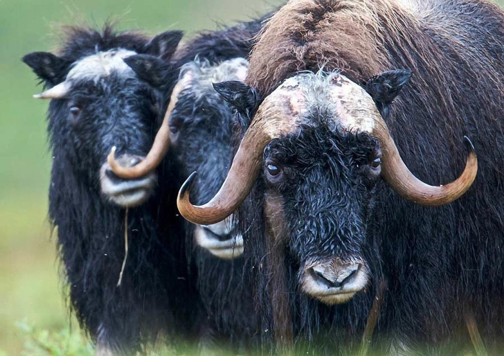 Top 10 Cold Weather Animals