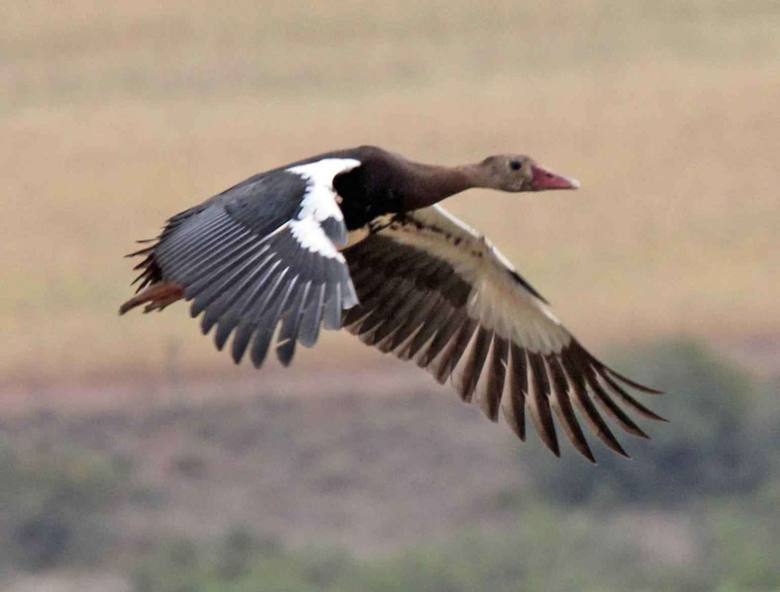 Top 10 Fastest Birds In The World
