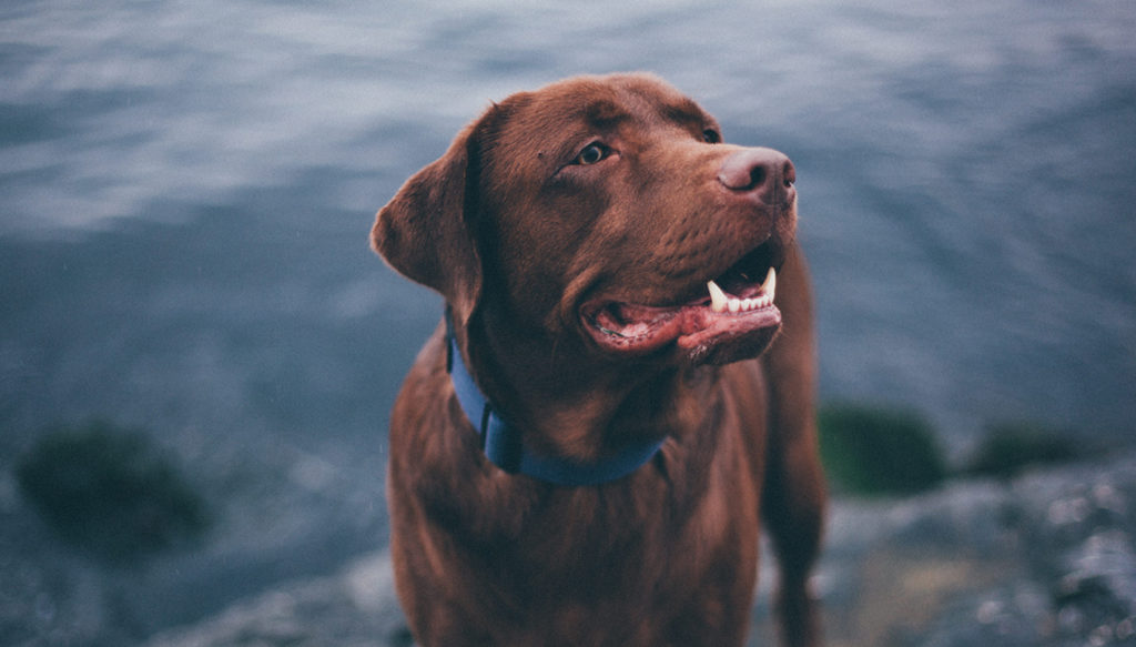 Best Zinc Supplements For Dogs in 2024 – How Much Is Too Much