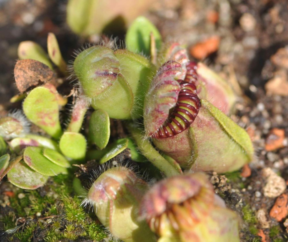 Top 10 Deadly And Fascinating Carnivorous Plants