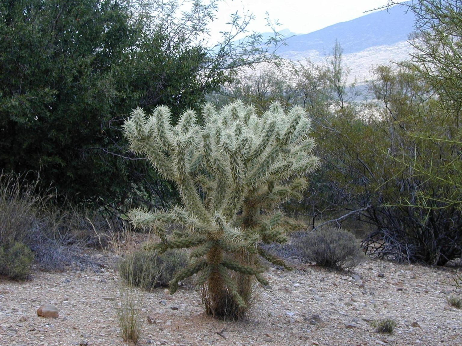 Top 10 Most Strange Desert Plants
