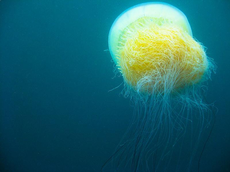 Top 10 Most Beautiful Jellyfish In The World