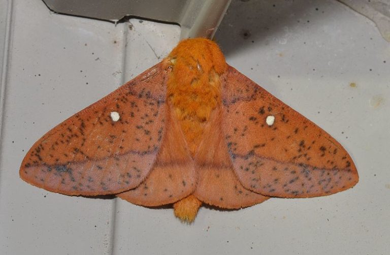 Top 10 Amazing Spiny Animals In The World