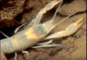 Top 10 Most Amazing Blind Animals