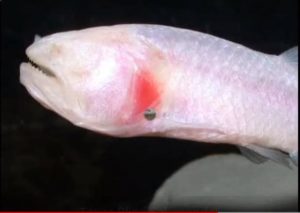 Top 10 Most Amazing Blind Animals