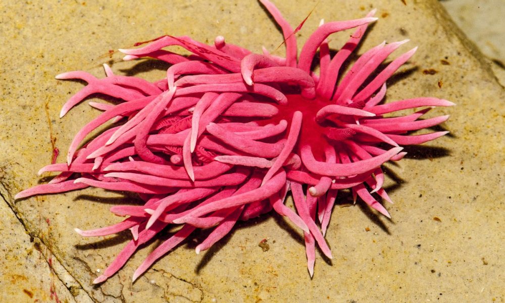 Top 10 Beautiful Pink Animals