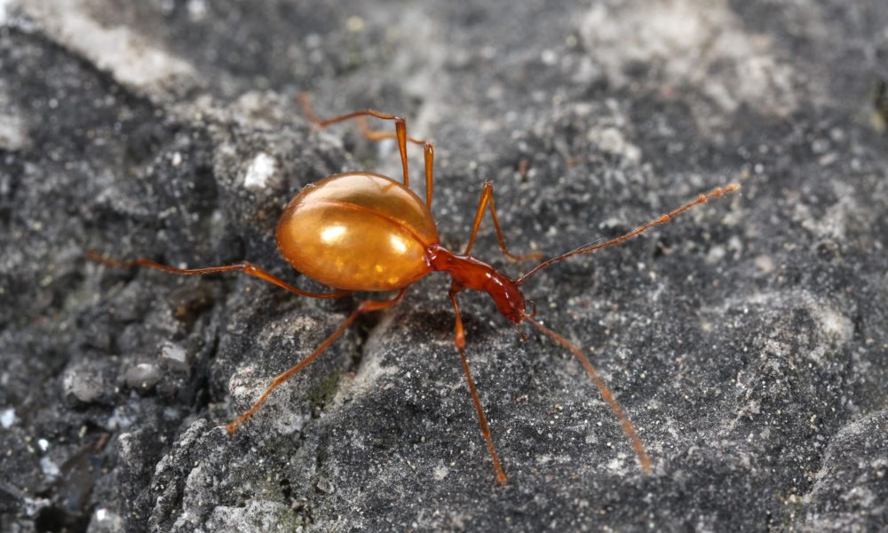 Top 10 Most Amazing Blind Animals