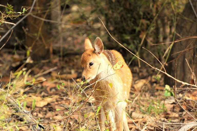 15 Cutest Baby Animals In The World
