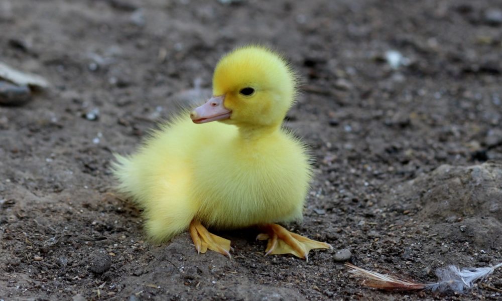 Top 10 World's Most Amazing Animals