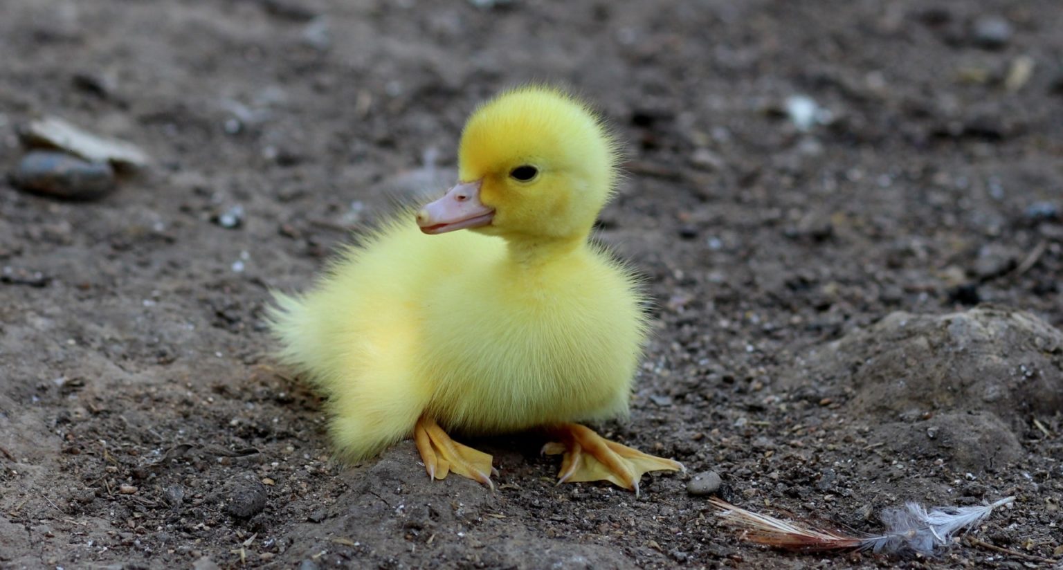15 Cutest Baby Animals In The World