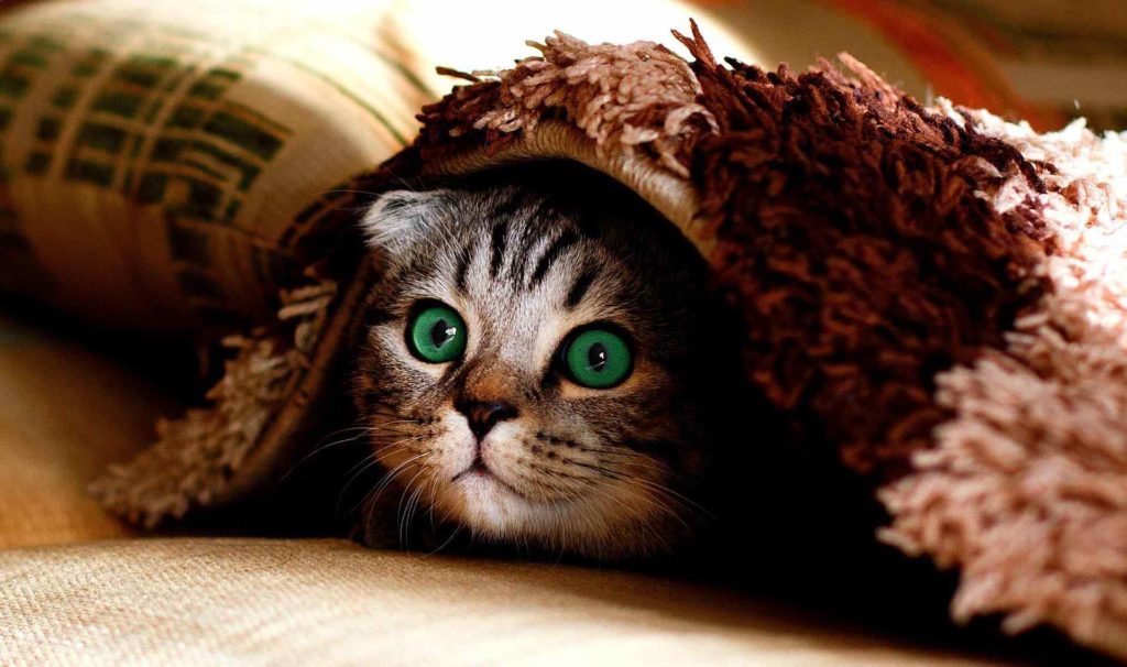 Top 10 Friendliest Animals
