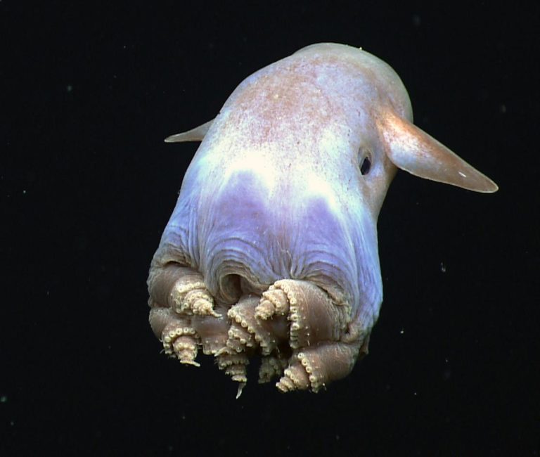 First-Ever Video of Baby 'Dumbo' Octopus Shows They’re Fully Formed ...