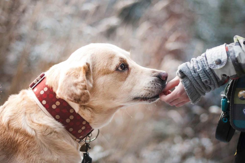 Top 10 Friendliest Animals