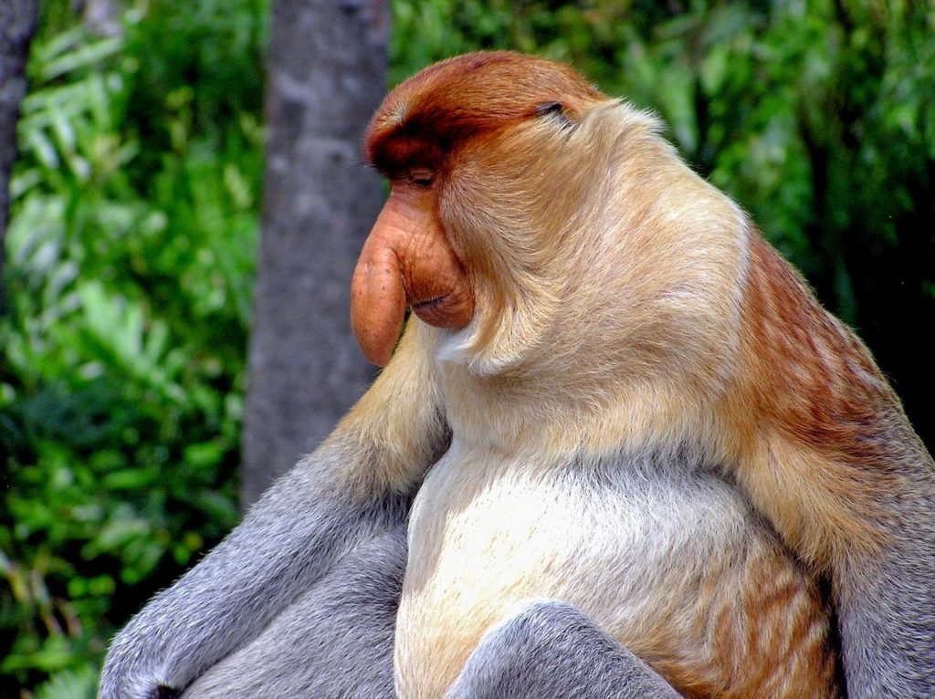 Top 10 Weirdest Looking Animals