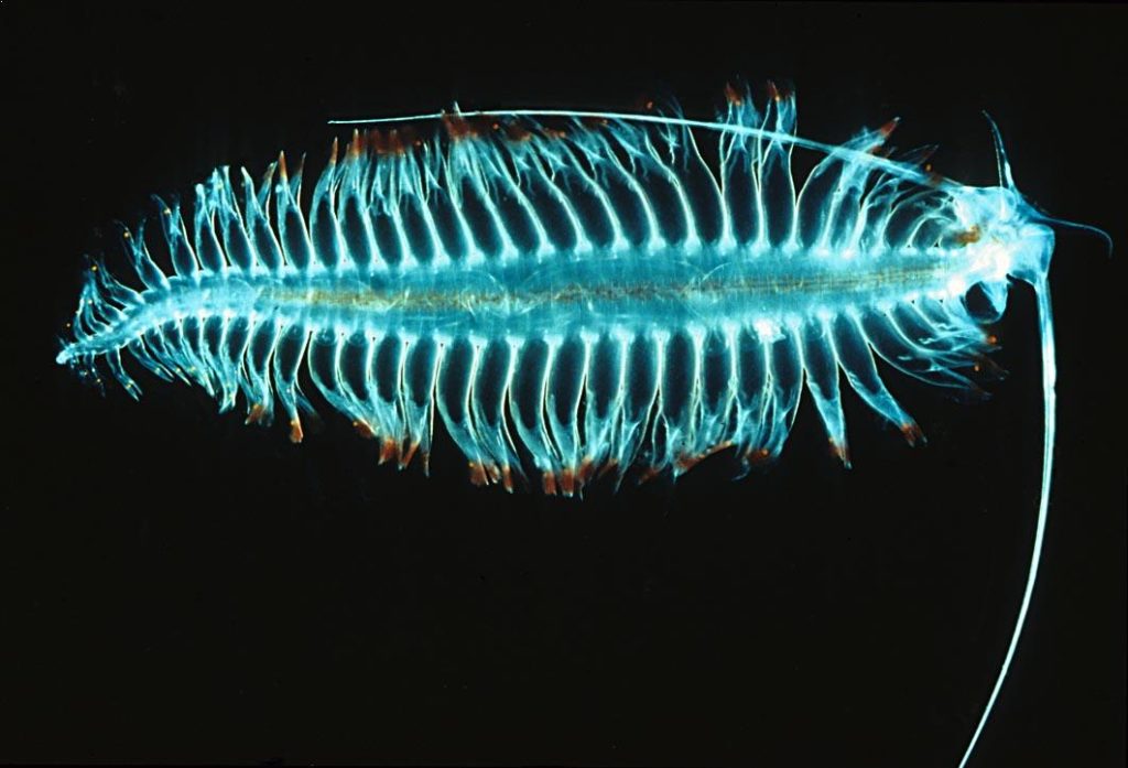 Top 10 Amazing Bioluminescent Animals on Planet Earth