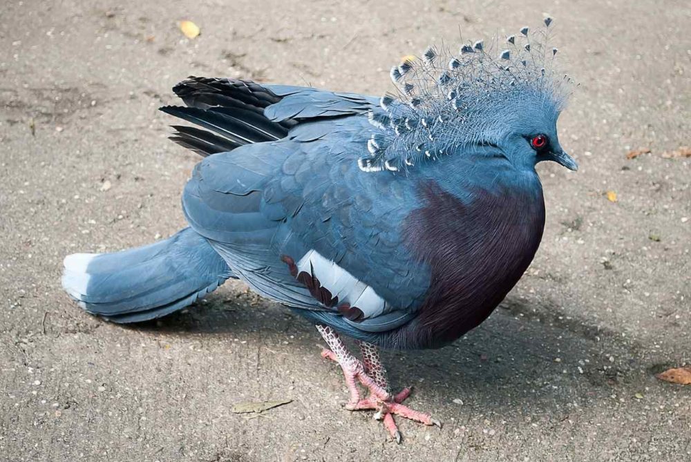 Top 15 Most Colorful Birds