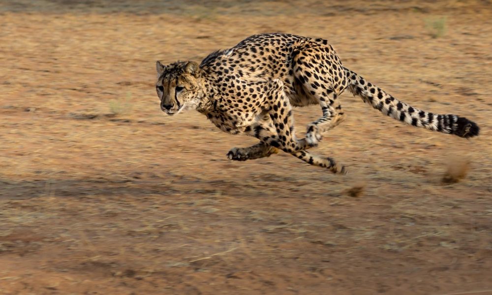 Fastest Land Animals In The World