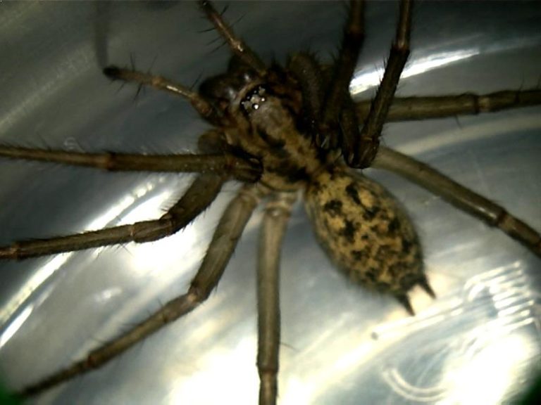 Top 10 Scariest Spiders in the World