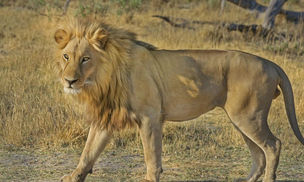 Top 10 Best Land Animals