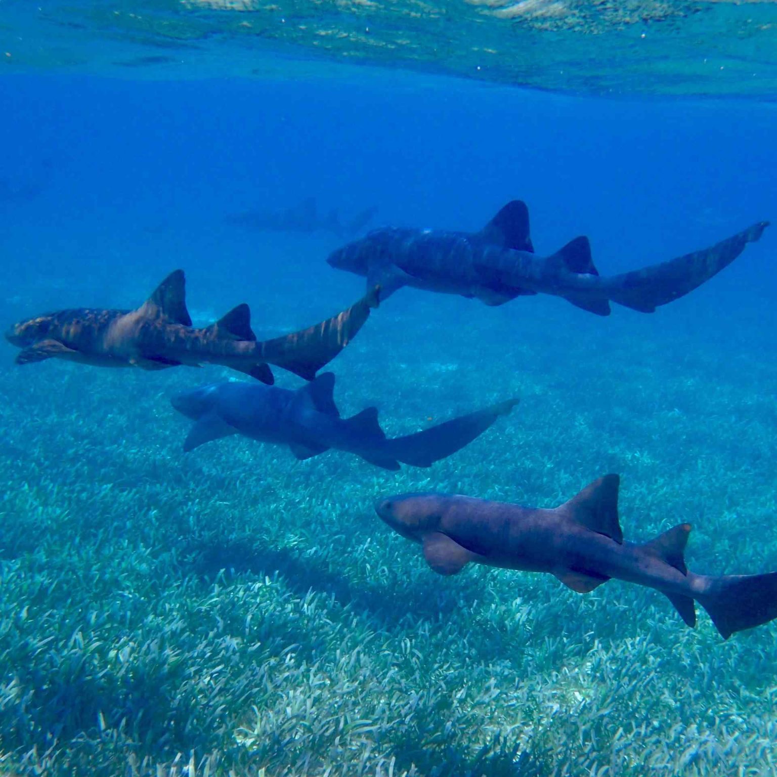 10 Least Dangerous Shark Species