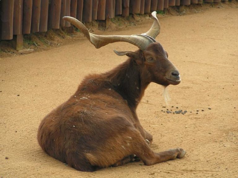 Top 10 Most Dangerous Goat Breeds