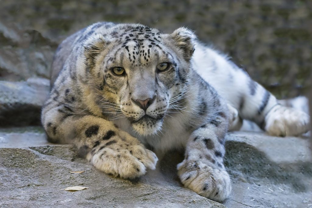 Toughest Animals in The World