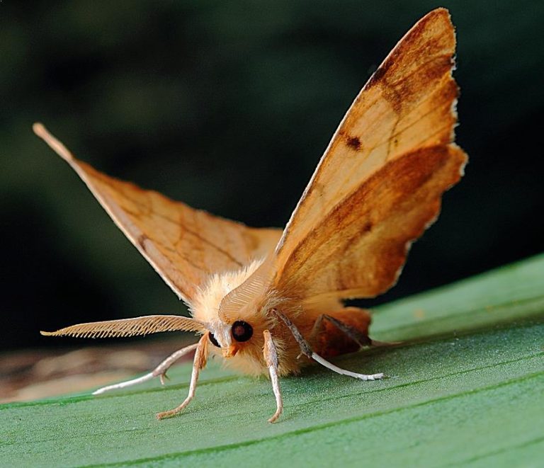 Top 10 Weirdest Moth Species