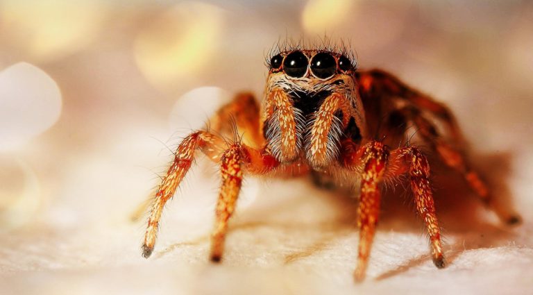 Top 10 Scariest Spiders in the World