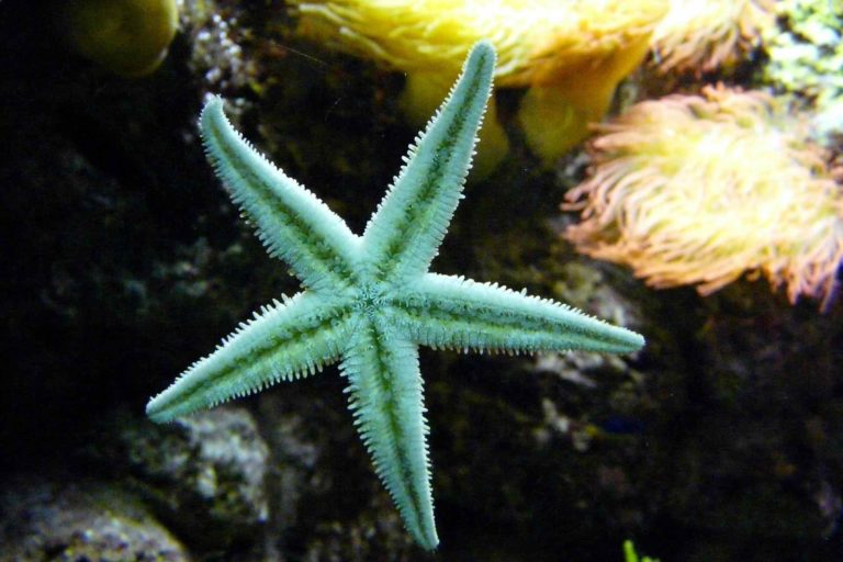 Top 10 Facts About Starfish That Will Surprise You