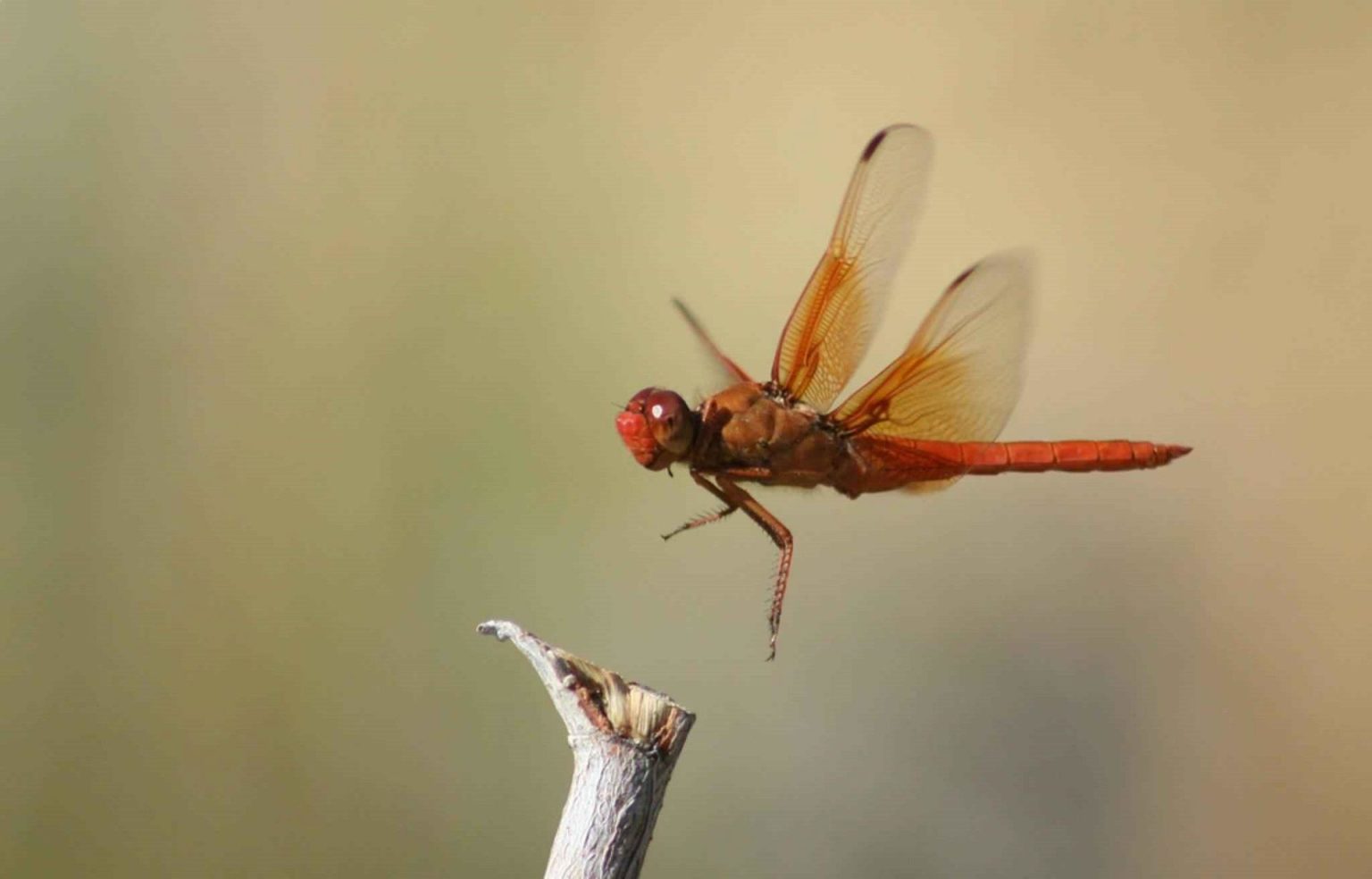 Top 10 Most Beautiful Dragonfly Species