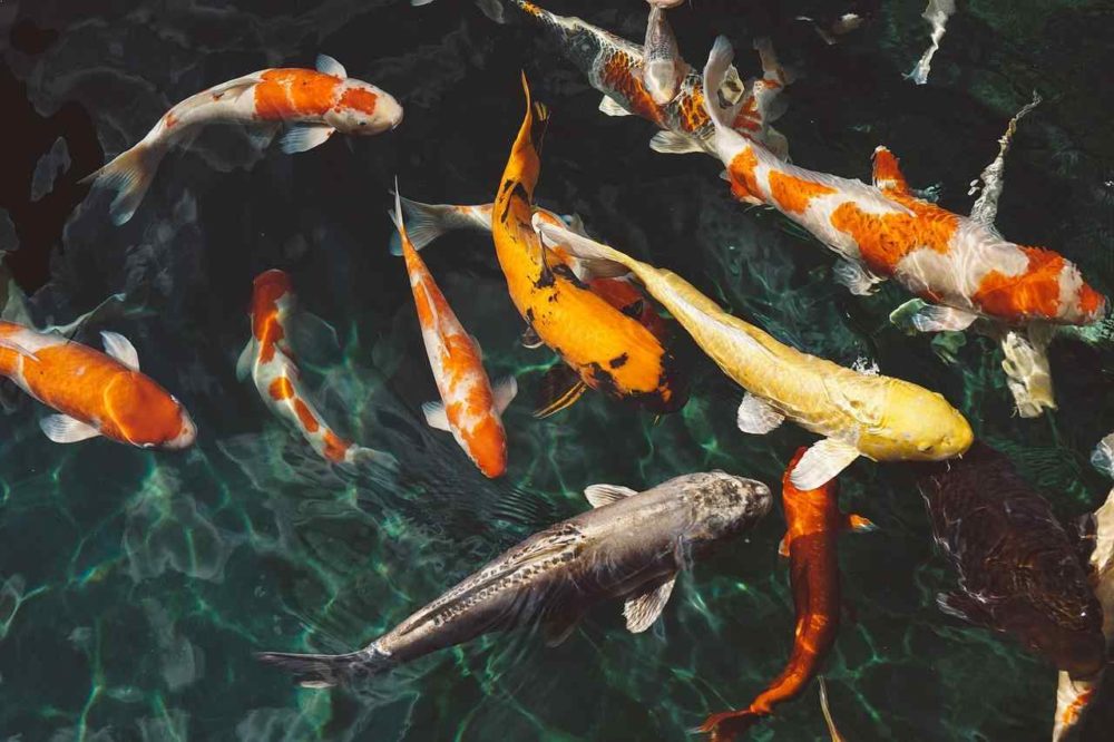 Top 15 longest living animals